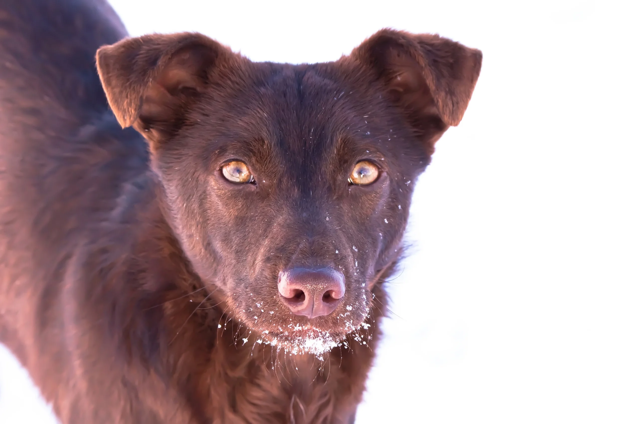 Most Vicious Dog Breeds | The Dog Attack Attorneys